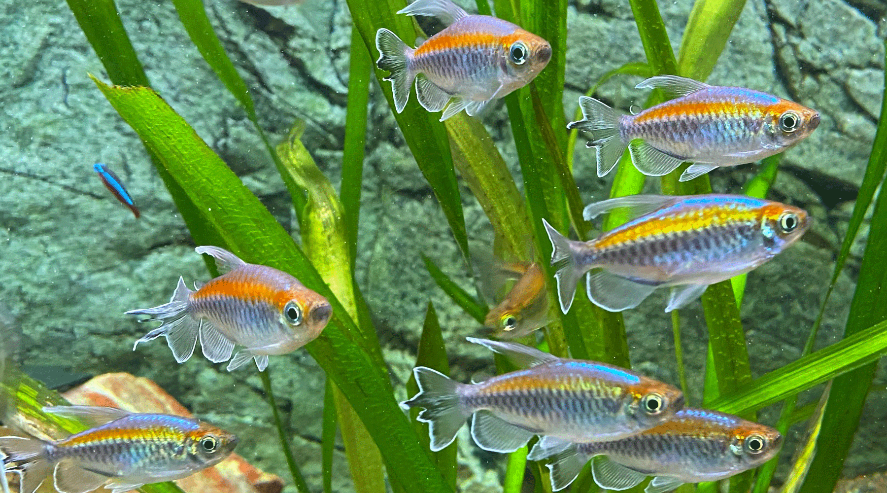 Dive into the World of Tetra Fish Products: A Comprehensive Review ...